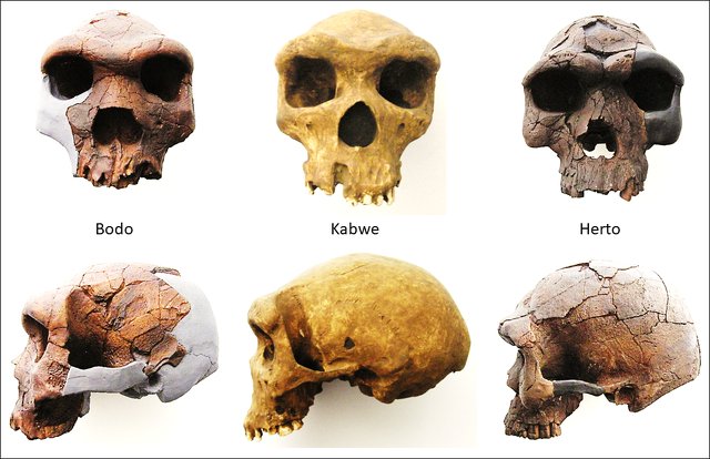 Archaic Modern Humans (Homo Sapiens) and Homo Heidelbergensis in Africa ...