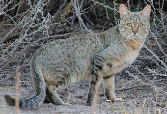 Wildcats: Characteristics, Behavior, Species and Subspecies | Middle ...