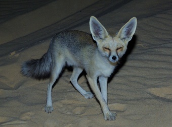 Foxes of the Middle East and North Africa: Characteristics, Behavior ...