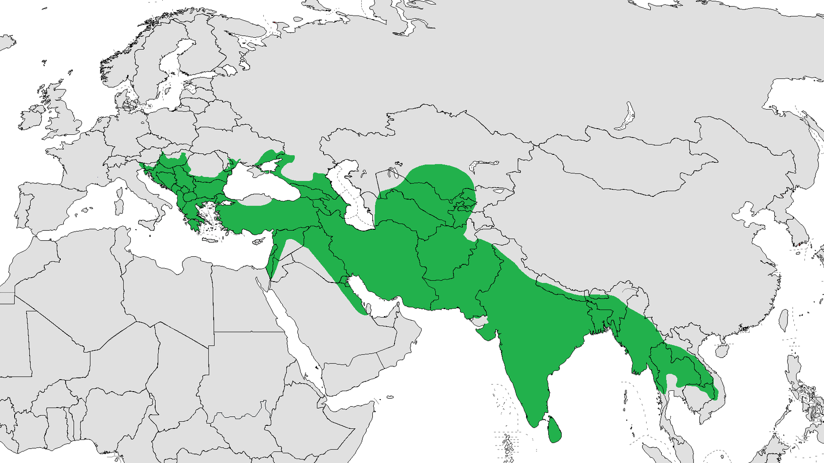 Golden Jackals: Characteristics, Behavior, Attacks | Middle East And ...