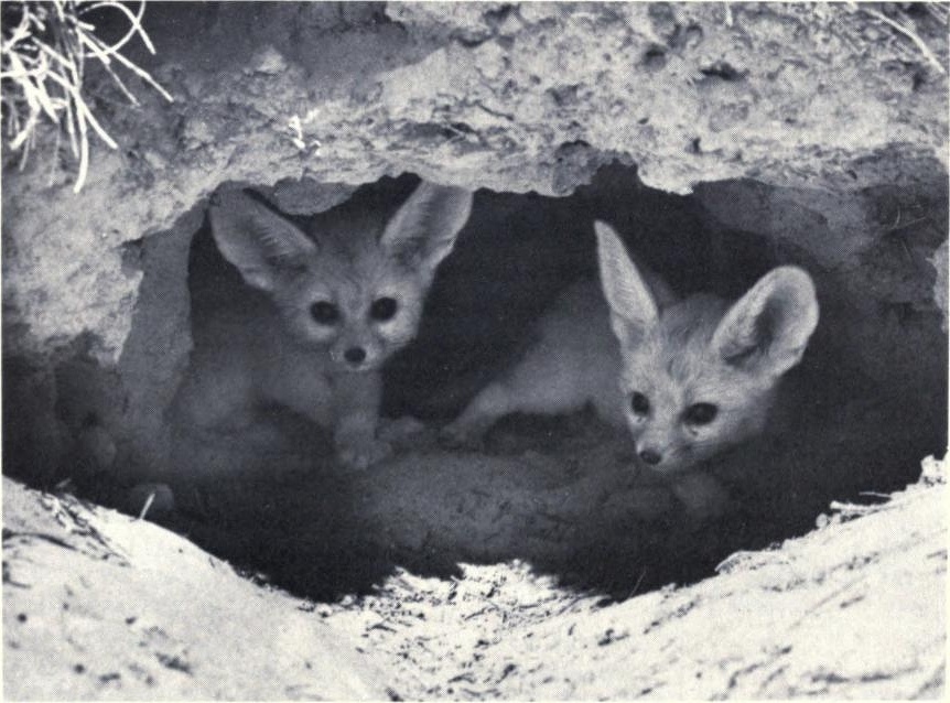 Fennec Foxes: Characteristics, Behavior, Big Ears, Reproduction ...