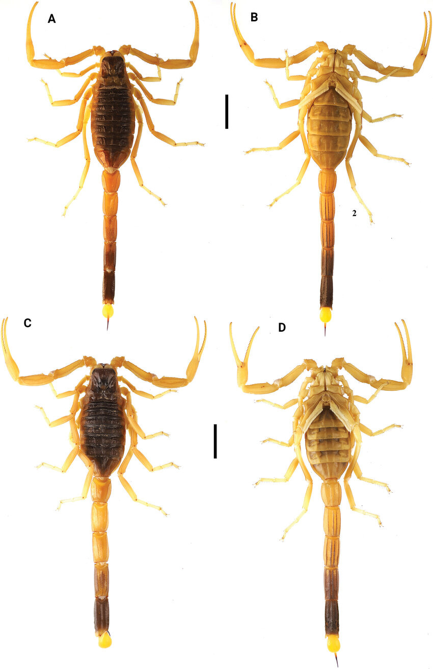 Scorpions of the Middle East and Central Asia: Species, Characteristics ...
