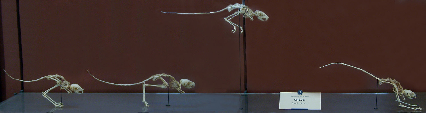 Egyptian Jerboas: Greater, Lesser, Characteristics, Behavior | Middle ...