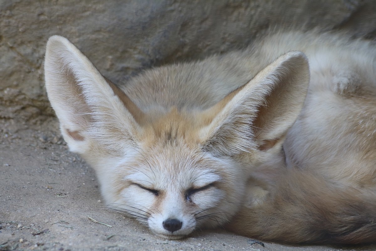 Fennec Foxes: Characteristics, Behavior, Big Ears, Reproduction ...