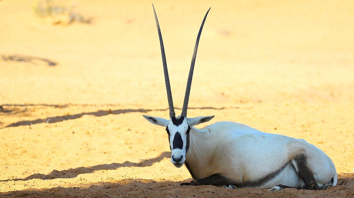 Arabian Oryx: Characteristics, Behavior, Reintroduction to the Wild ...