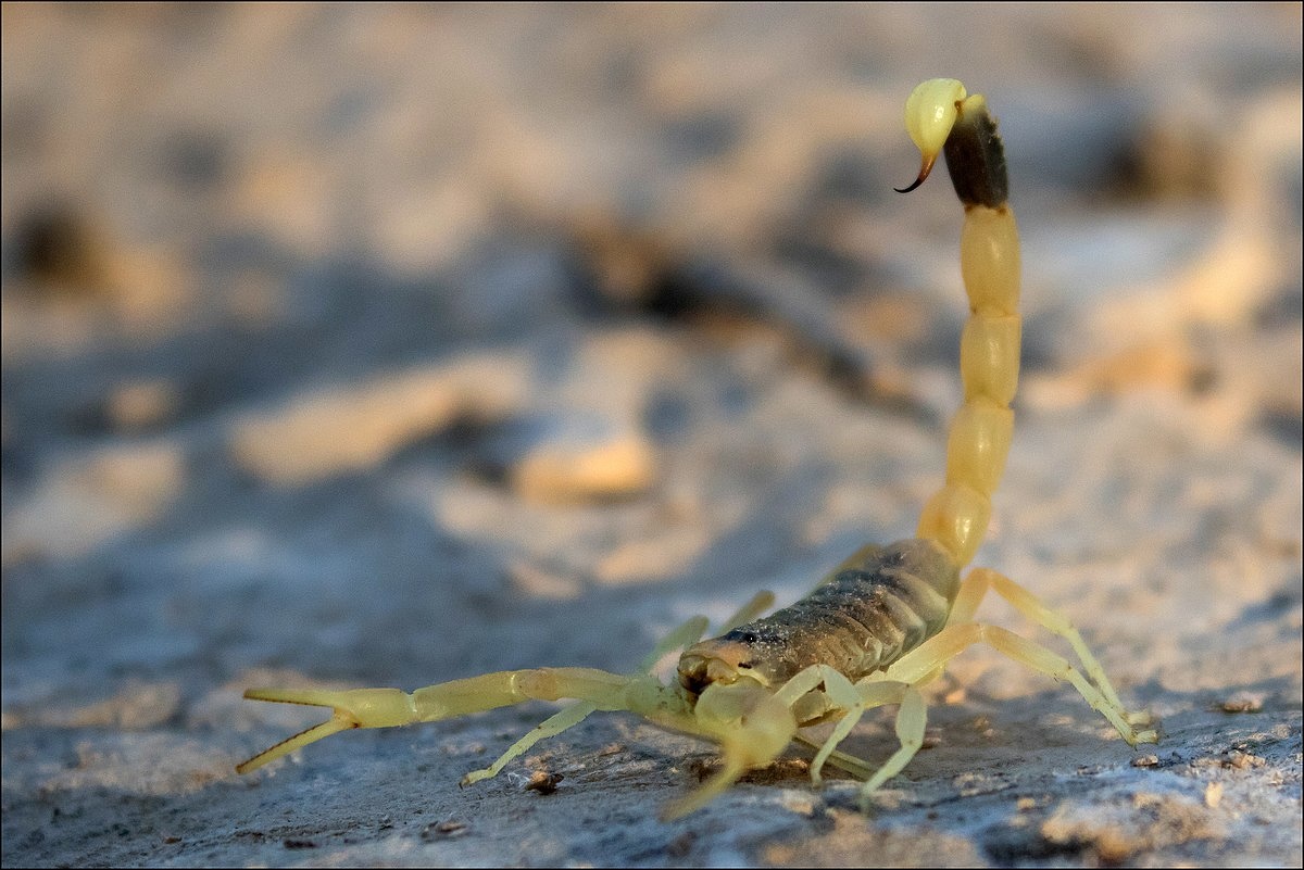 Scorpions of the Middle East and Central Asia: Species, Characteristics ...