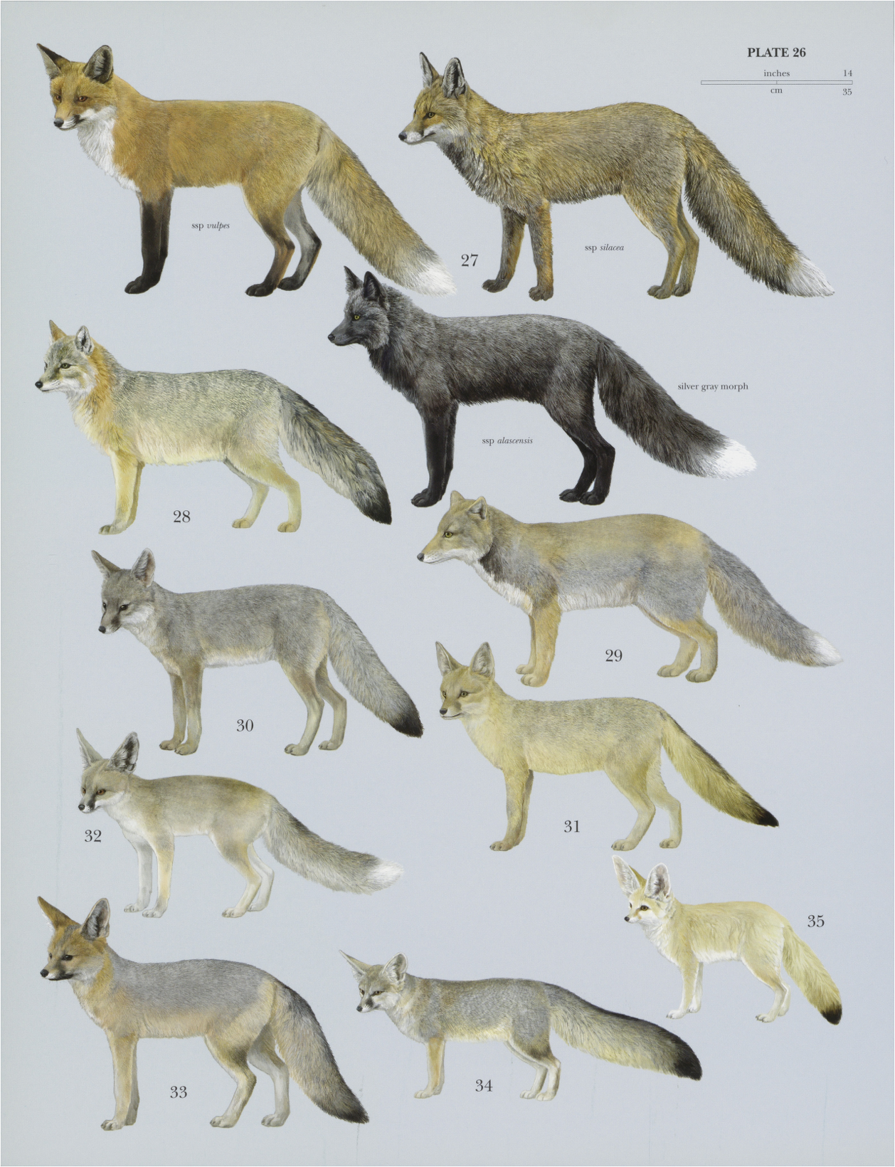 Foxes of the Middle East and North Africa: Characteristics, Behavior ...
